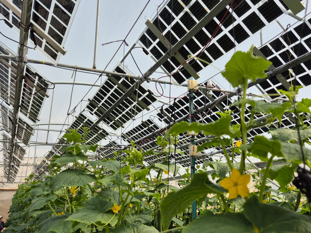 Kafr Qara, Israel - Electrical Systems & Testing Site - REGACE Project